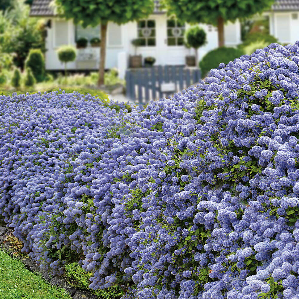 Kalifornischer Flieder Blue Mound Hochstamm