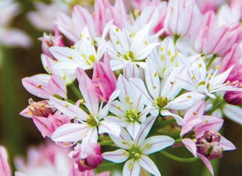 Blumenzwiebeln kaufen | Ahrens+Sieberz - Pflanzenversand & Gartenbedarf