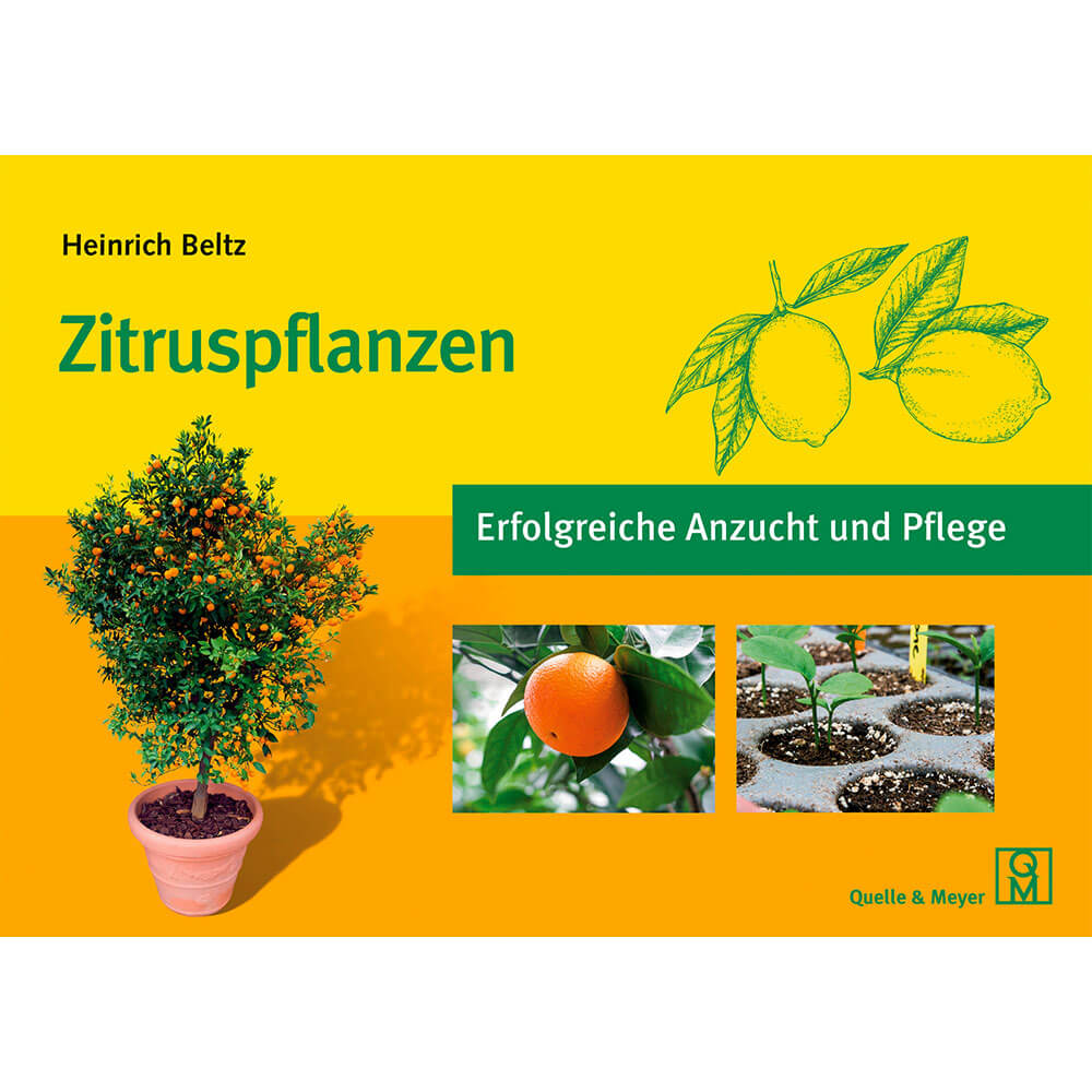 Zitruspflanzen Niedrigere Klassifizierungen