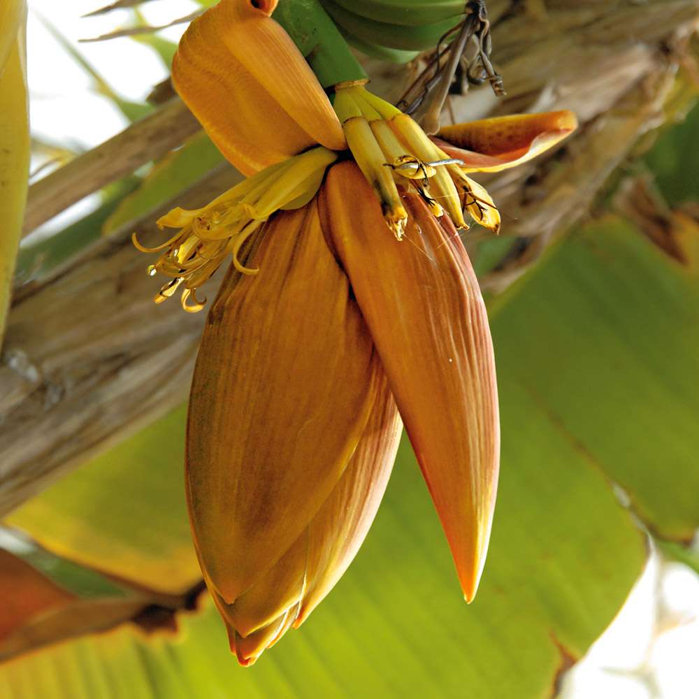 Winterharte Bananenstaude Musa (Musa Basjoo) kaufen | Ahrens+Sieberz ...