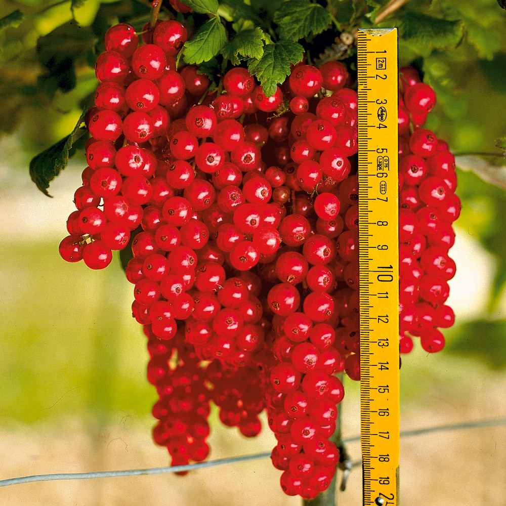 Johannisbeeren | Obst | Ahrens+Sieberz - Pflanzenversand & Gartenbedarf