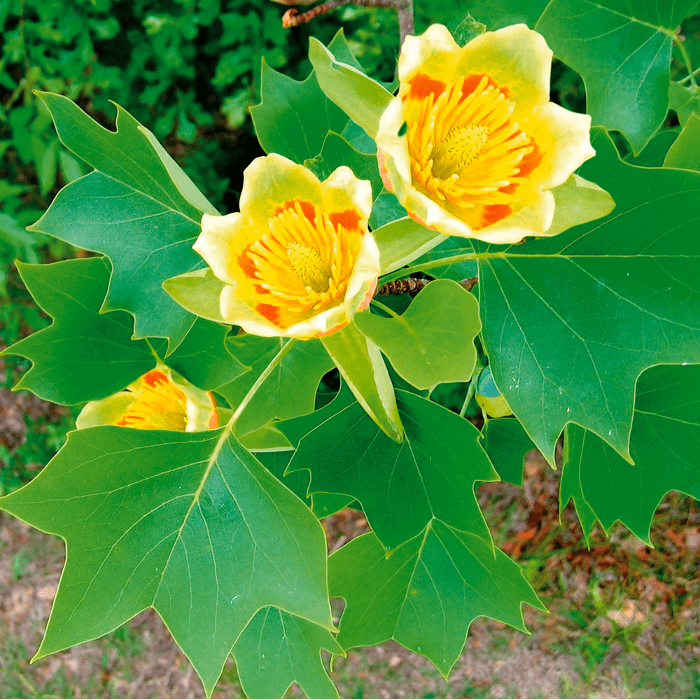 Tulpenbaum Tulipo (Klimabaum) kaufen | Ahrens+Sieberz - Pflanzenversand ...