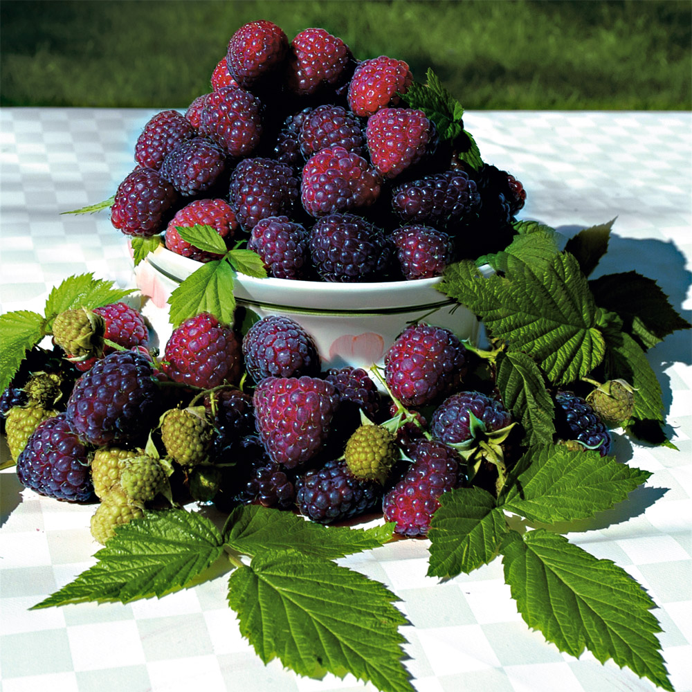 Strauch | Brombeeren | Obst | Ahrens+Sieberz - Pflanzenversand ...