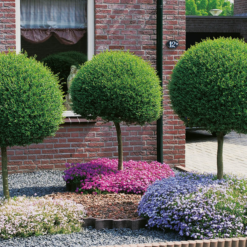 Liguster Stämmchen kaufen | Ahrens+Sieberz - Pflanzenversand & Gartenbedarf