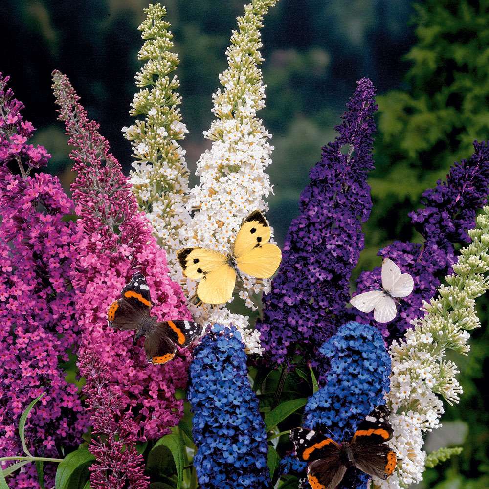 Schmetterlingsflieder Tricolor (Buddleja davidii) kaufen | Ahrens ...