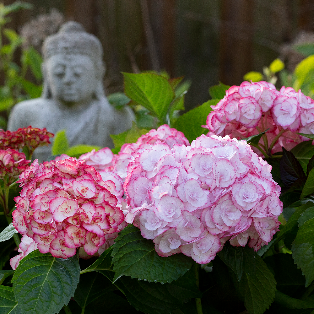 Hortensie Angelika kaufen | Ahrens+Sieberz - Pflanzenversand & Gartenbedarf