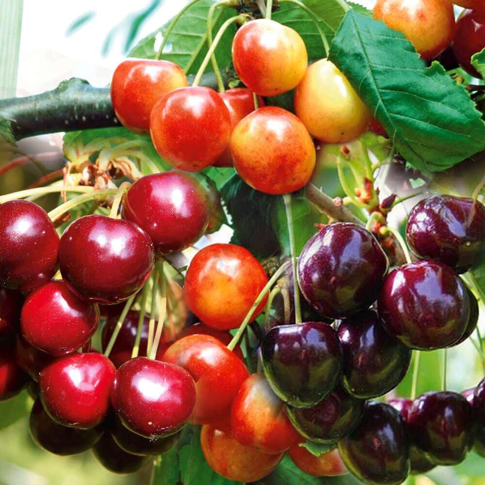 Kirschbaum Grande Familia kaufen | Ahrens+Sieberz - Pflanzenversand ...