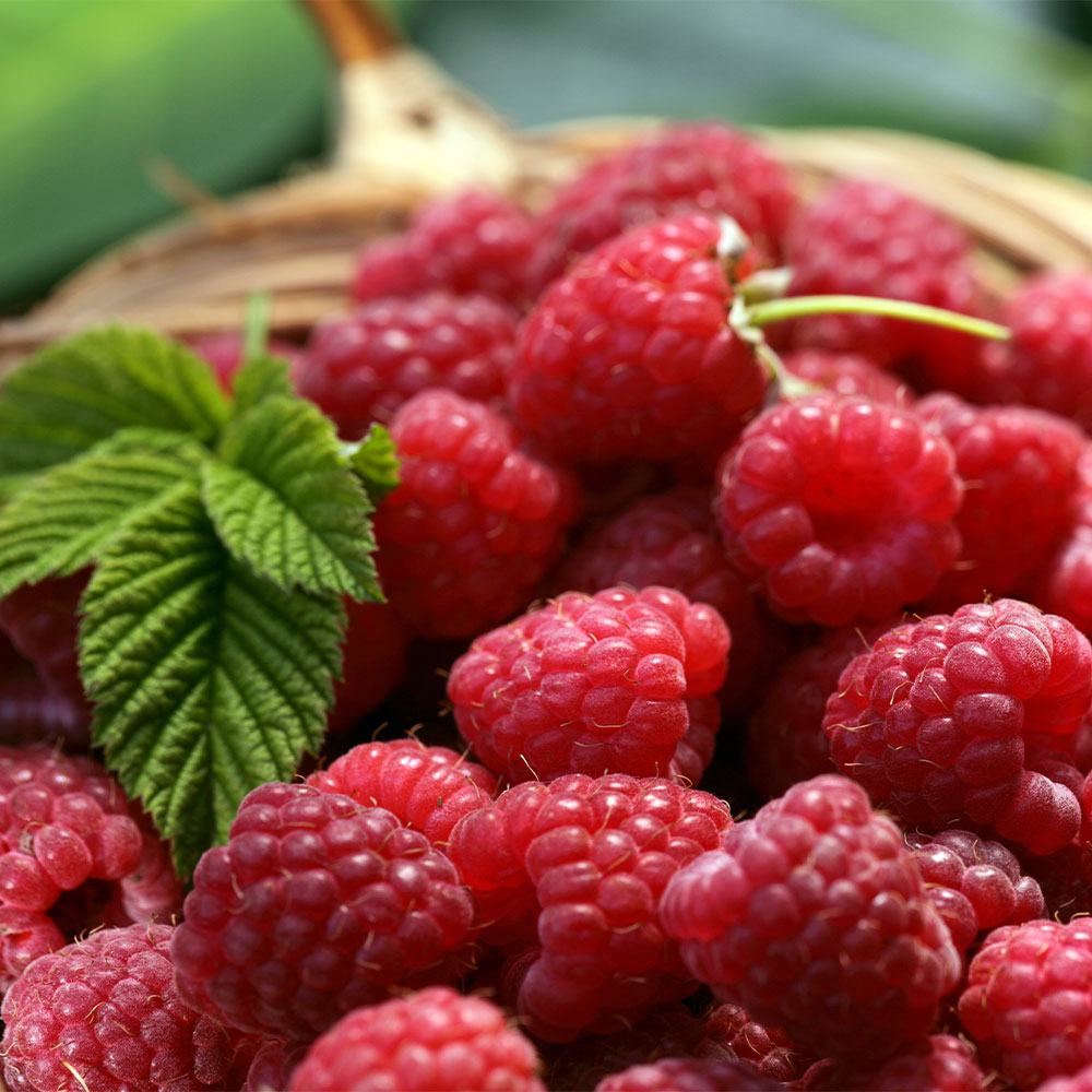 Himbeere Malling Promise kaufen | Ahrens+Sieberz - Pflanzenversand ...