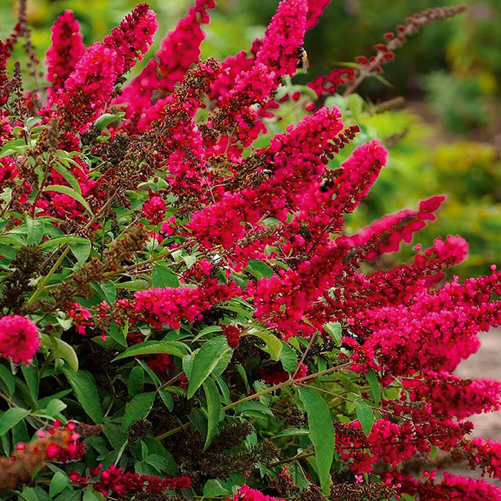 Zwerg-Schmetterlingsflieder Prince Charming kaufen | Ahrens+Sieberz ...