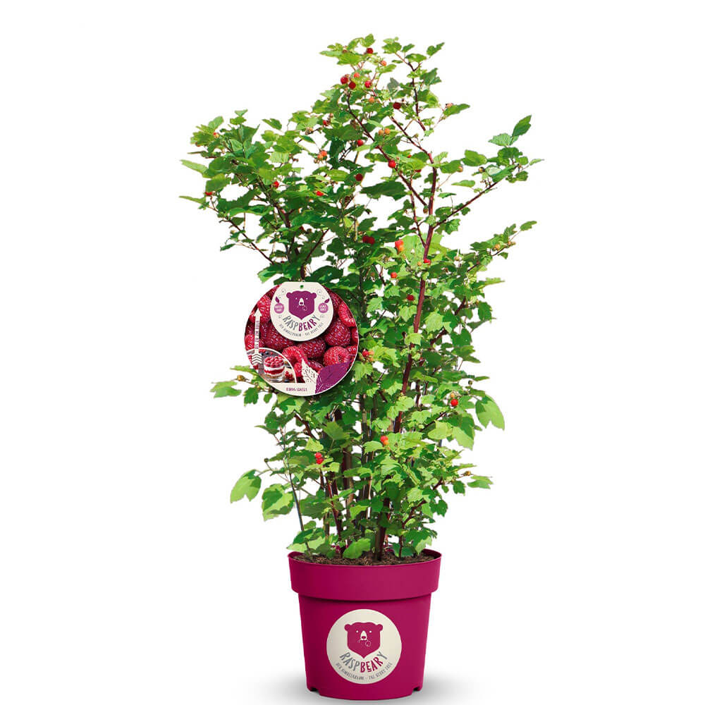 Himbeer-Strauch Raspbeary® | Ahrens+Sieberz - Pflanzenversand ...