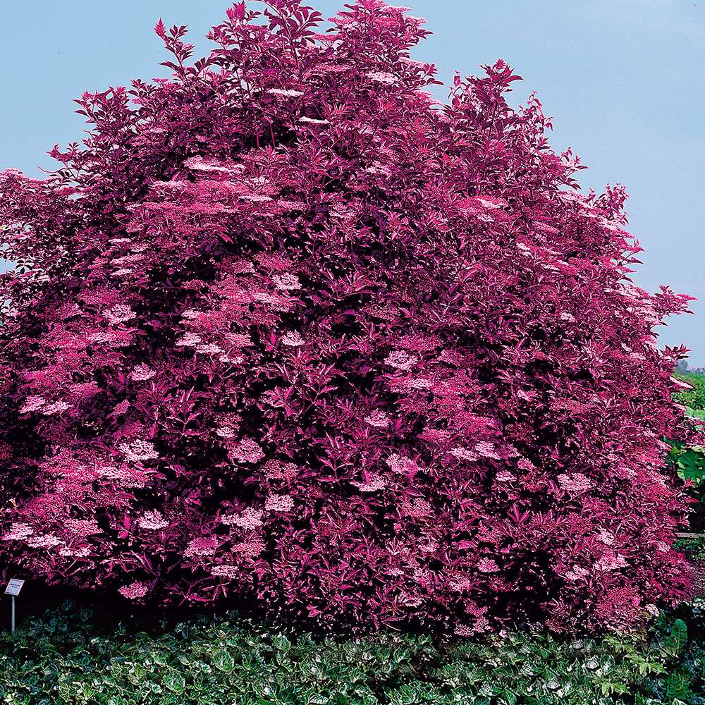 Dunkelroter Duft-Holunder 'Red Holy' | Raritäten | Obst | Ahrens ...