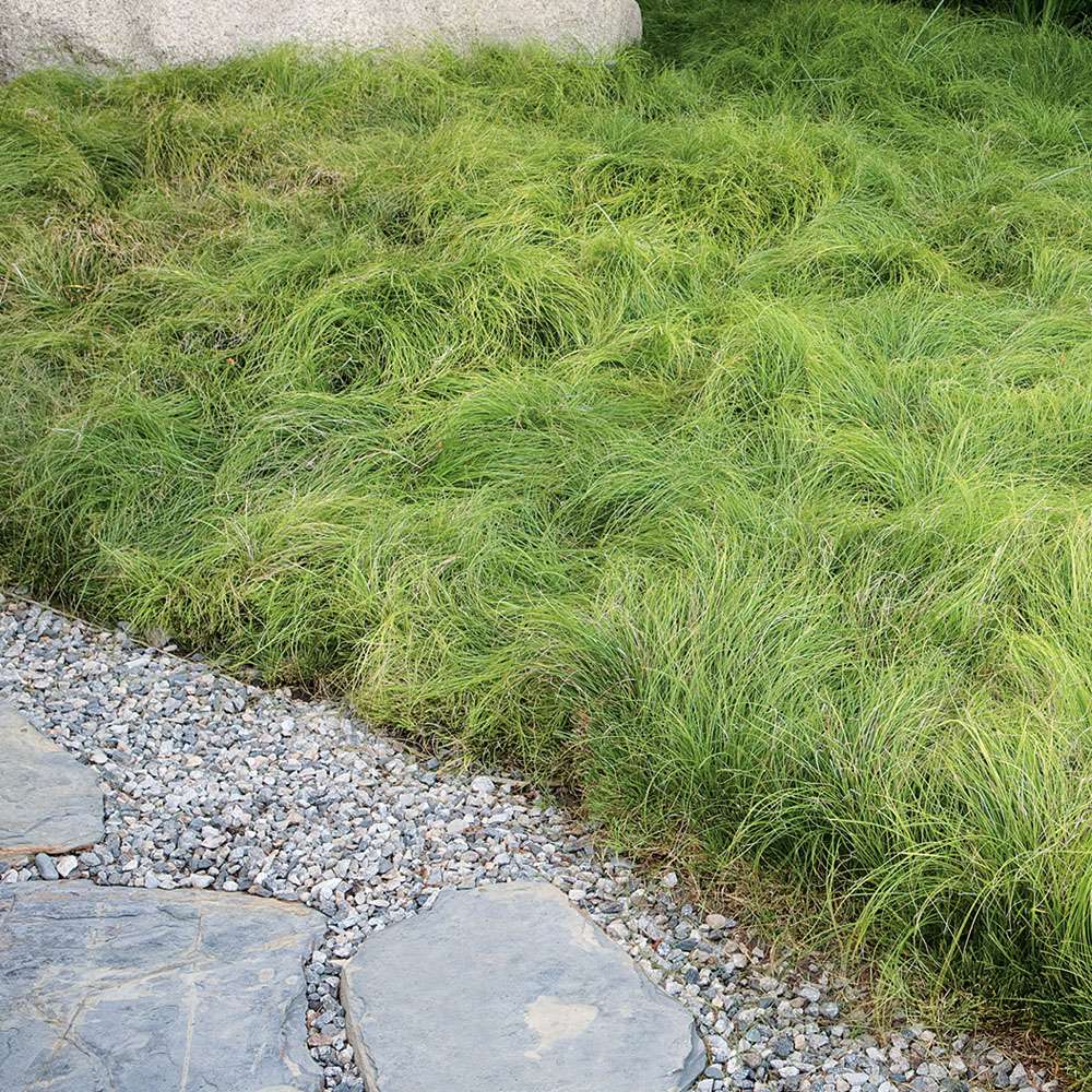 Winkel-Segge Carex remota kaufen | Ahrens+Sieberz - Pflanzenversand ...