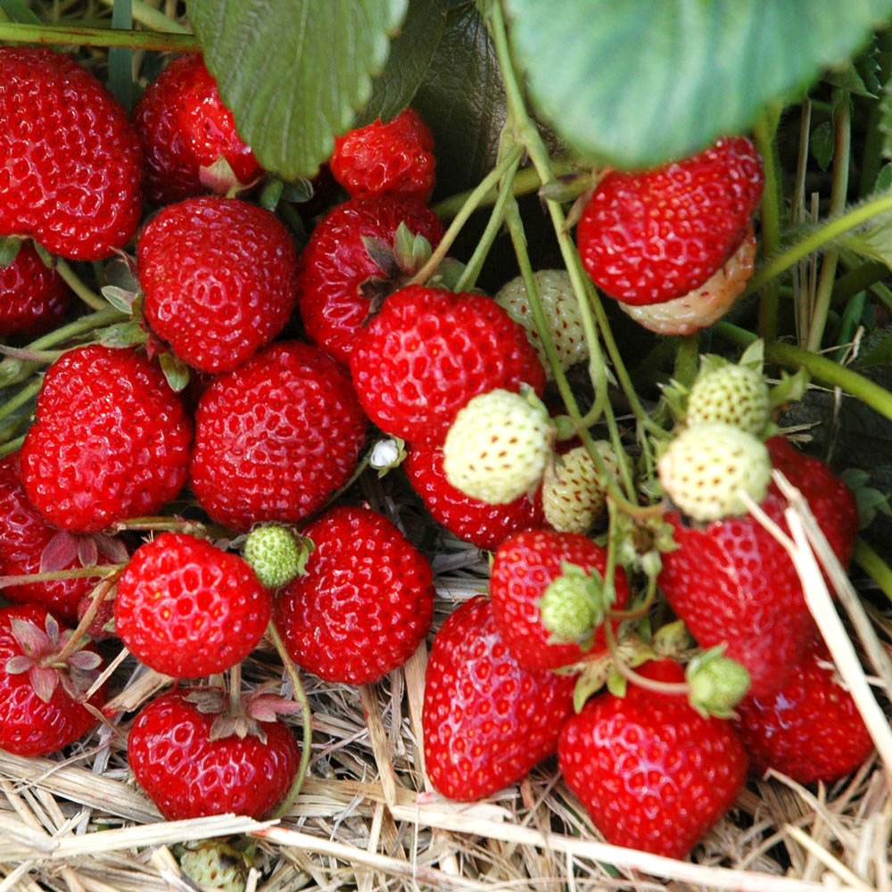 Erdbeeren | Obst | Ahrens+Sieberz - Pflanzenversand & Gartenbedarf