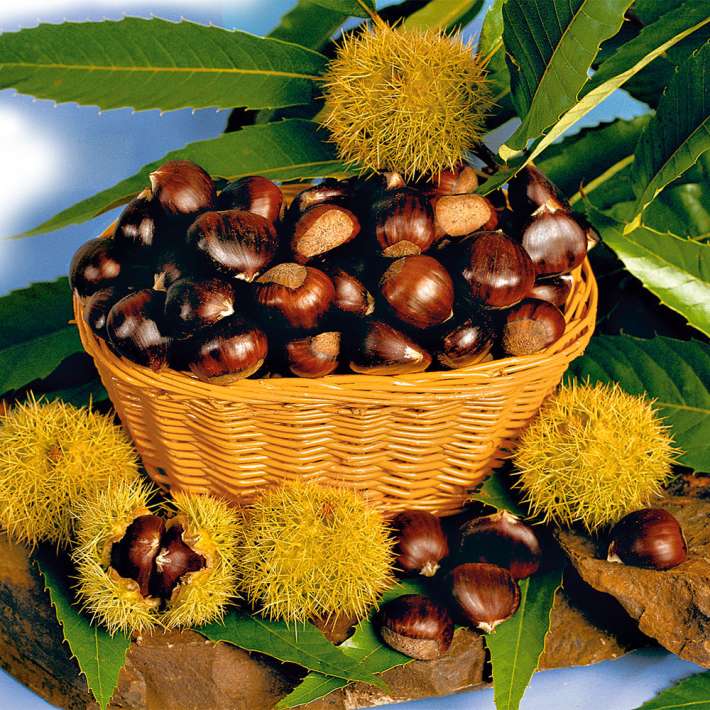 Maronenbaum kaufen | Ahrens+Sieberz - Pflanzenversand & Gartenbedarf