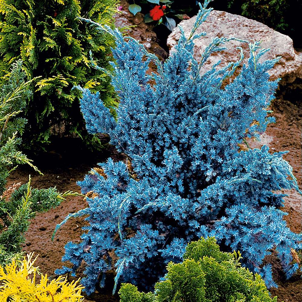 Blauer Wacholder kaufen | Ahrens+Sieberz - Pflanzenversand & Gartenbedarf