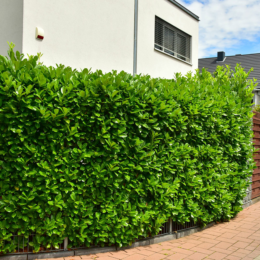 Kirschlorbeer kaufen | Ahrens+Sieberz - Pflanzenversand & Gartenbedarf