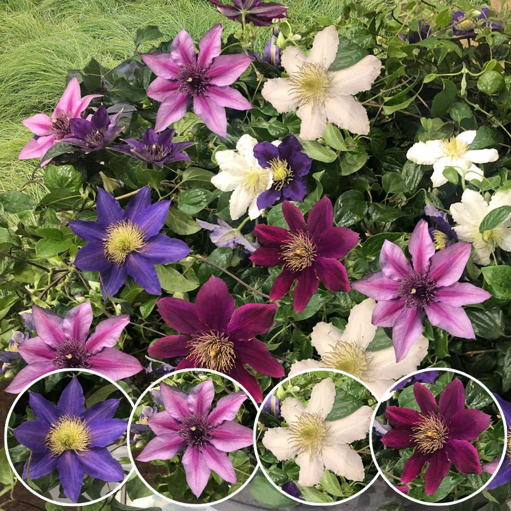Clematis River Dance-Mix | Clematis | Schling- & Kletterpflanzen | Blüh ...