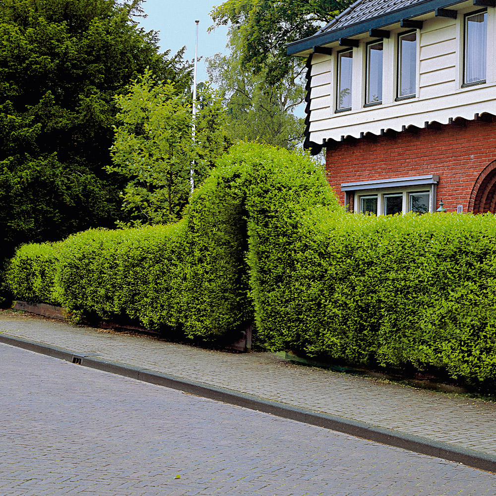 Liguster Hecke kaufen | Ahrens+Sieberz - Pflanzenversand & Gartenbedarf