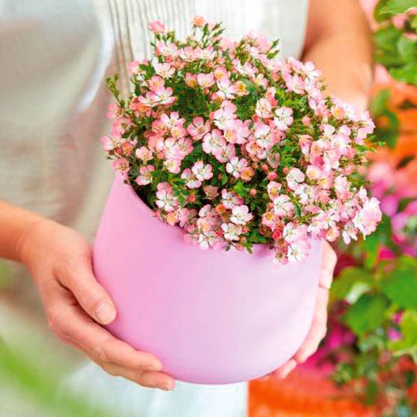 Rose Cutie Pie kaufen | Ahrens+Sieberz - Pflanzenversand & Gartenbedarf